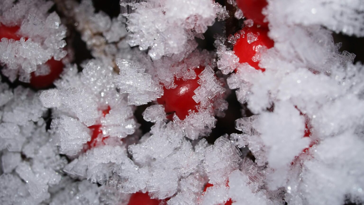 Freezing Gardens: How To Design A Lasting Winter Paradise