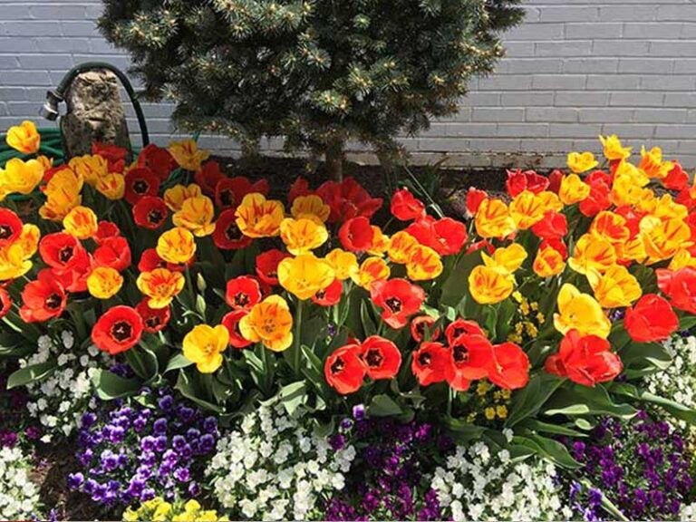 The Guide To Choosing The Right Plants For Your Garden